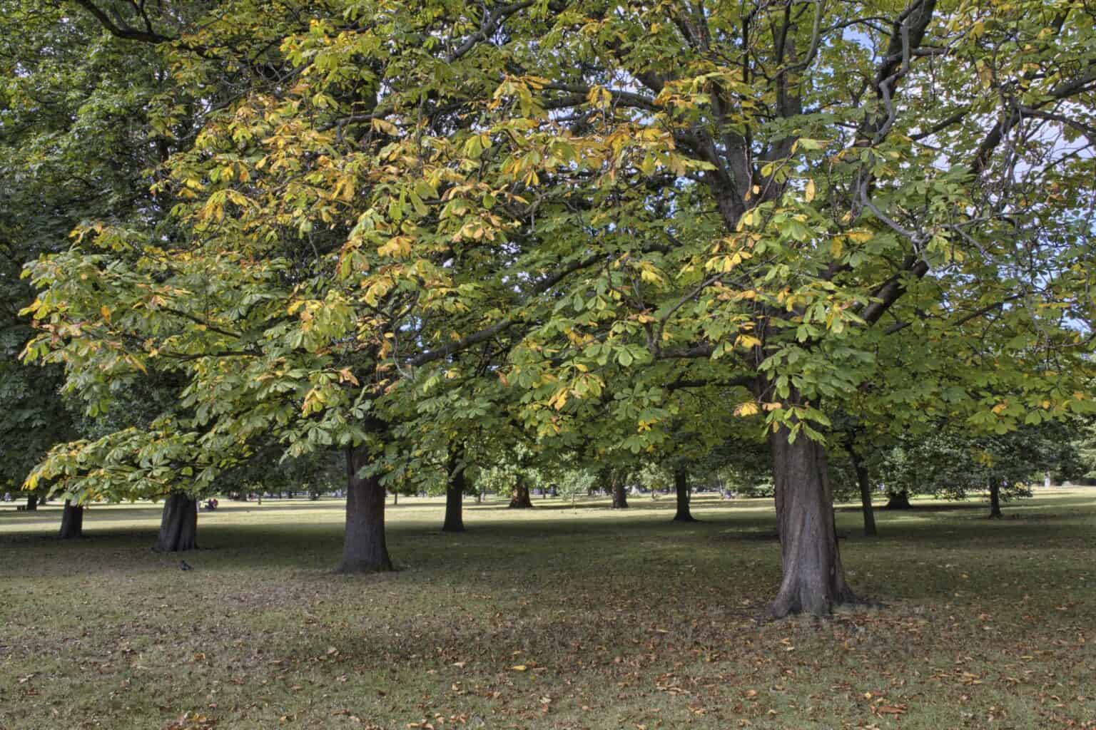 The Best Areas to Move to in West London